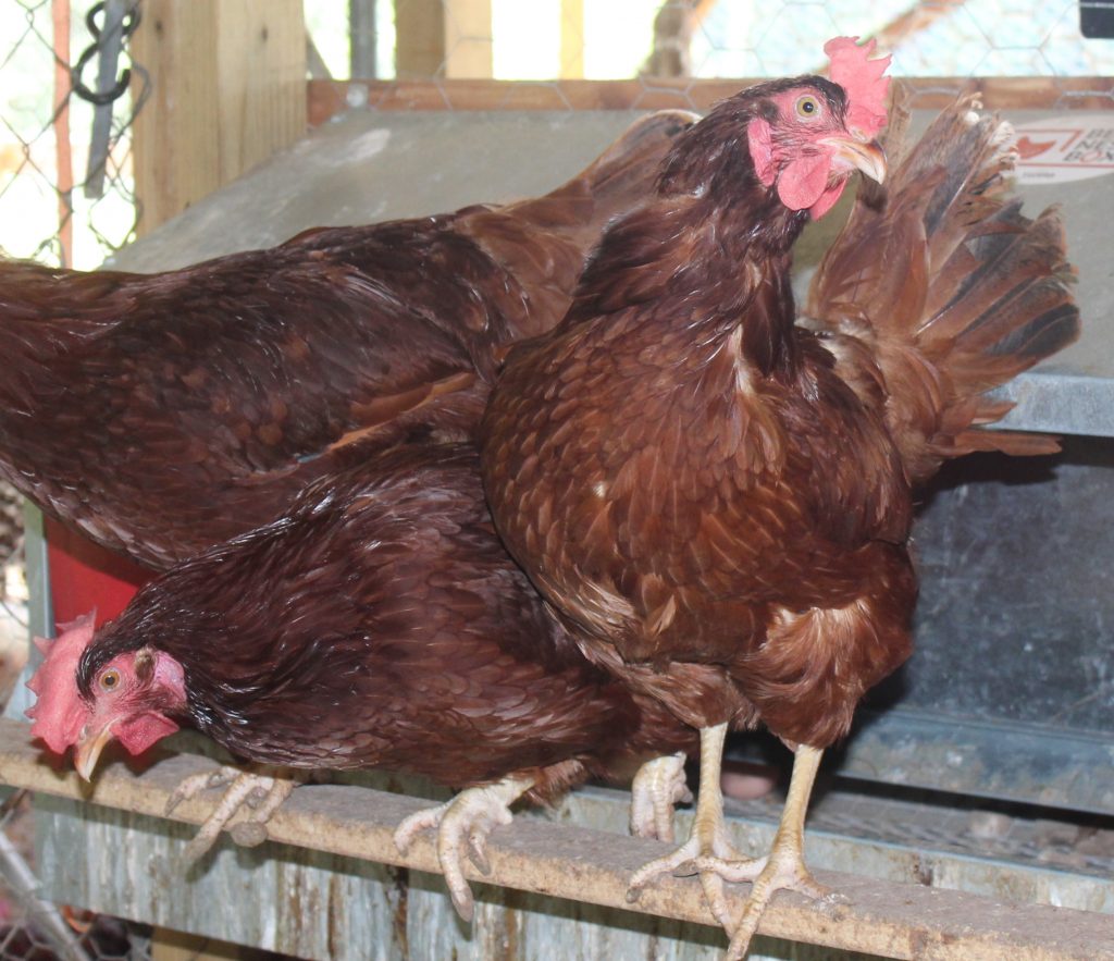 Rhode Island Red Hens – Brenneman Family Farms